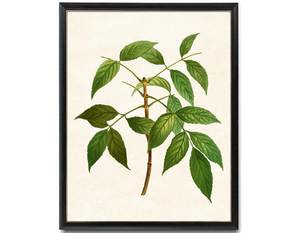 Digital Download Art Print / American Ash Tree Branch Vintage - Etsy
