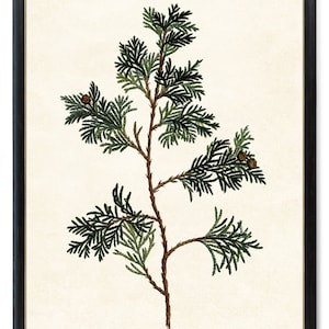 White Cedar Branch Digital Print, Vintage Illustration, Printable ...