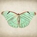 Mint Green Butterfly Printable Art, Vintage Insect Illustration ...