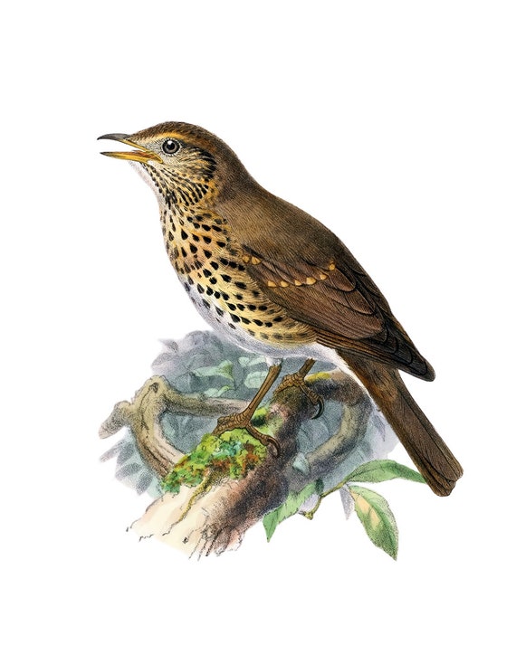 Thrush Bird Drawing