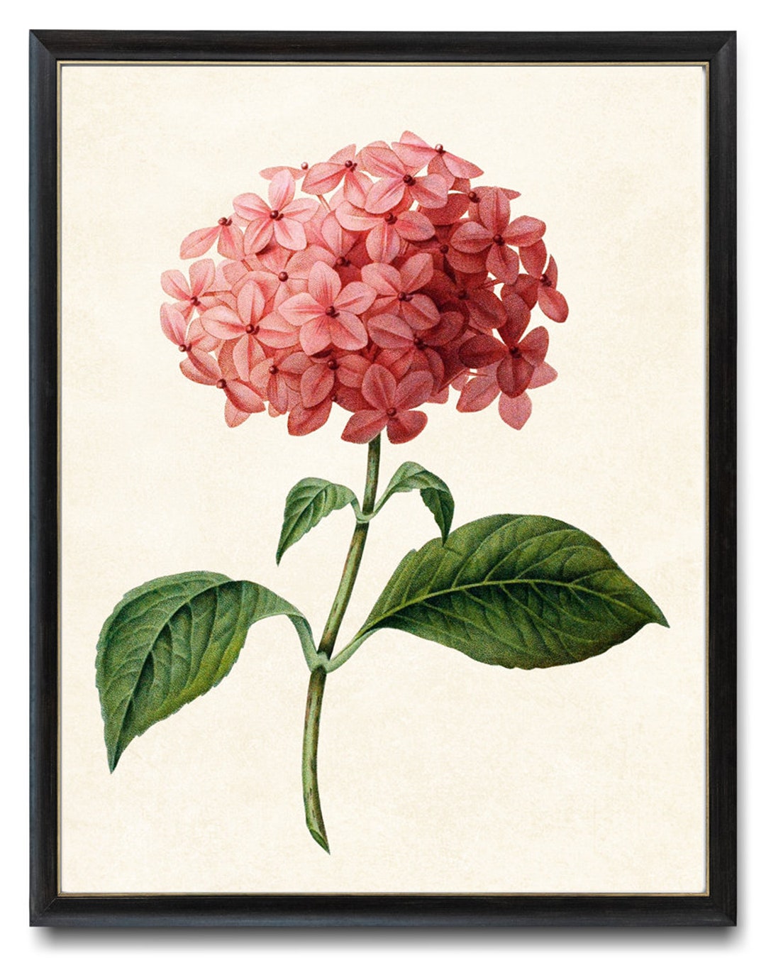 Pink Hydrangea Printable Art, Vintage Illustration, Botanical Flower ...