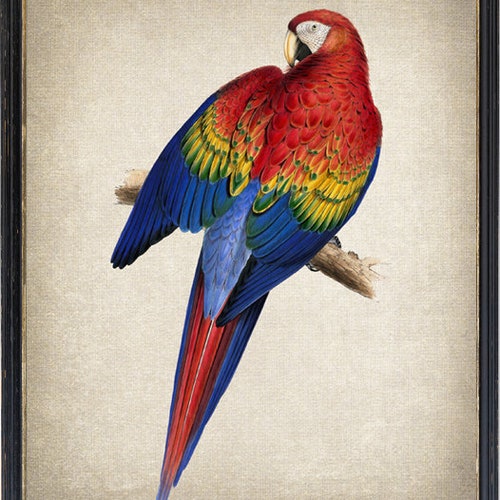 Parrot Print Bird Art Jungle Nursery Nurser Wall Decor Art - Etsy