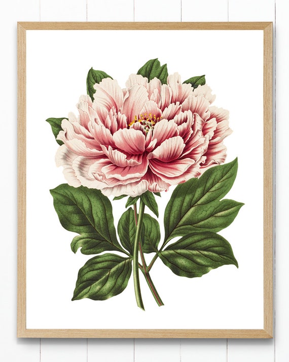 Japanese Peony Art