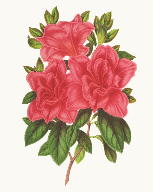 Dark Pink Azaleas Printable Flower Clip Art Vintage | Etsy