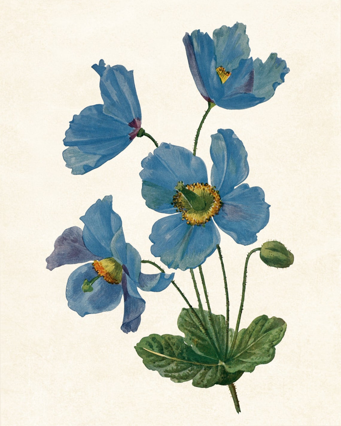 Himalayan Blue Poppy Print Vintage Flower Illustration - Etsy