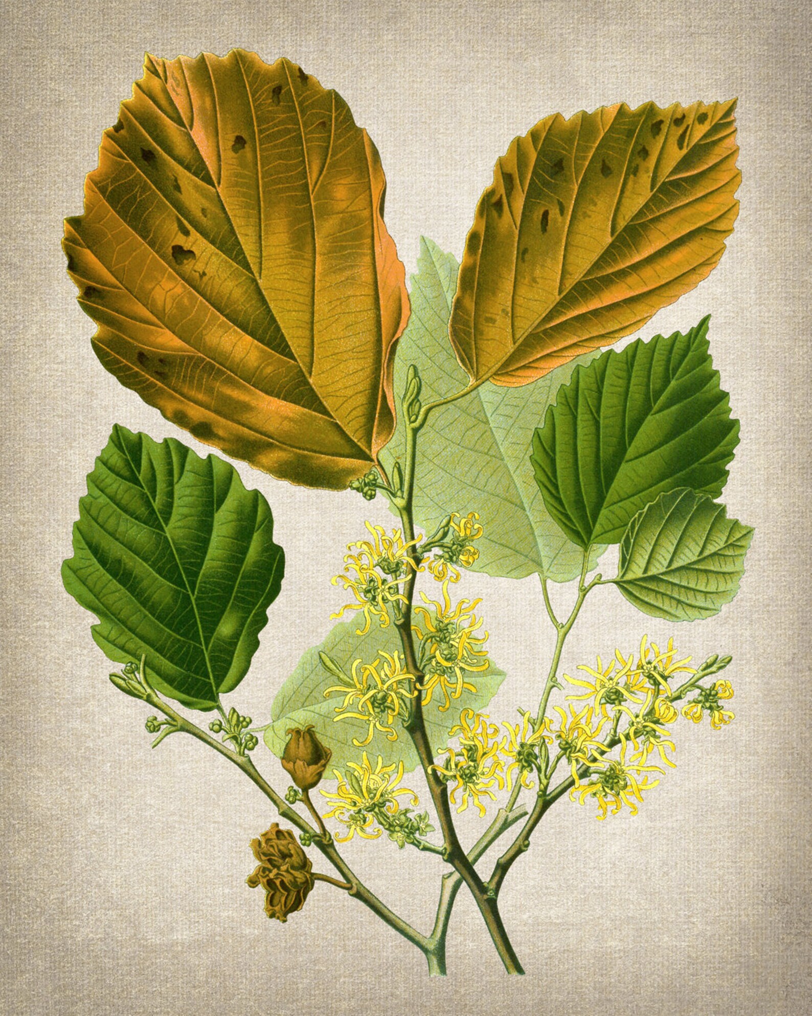 Witch Hazel Printable, 'hamamelis Virginiana' Vintage Botanical ...