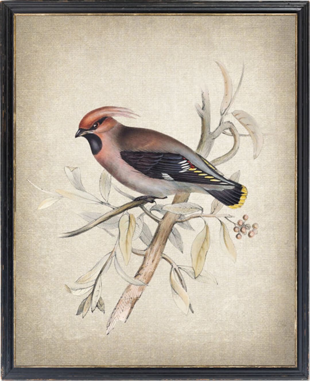 Print up to 24x30 Inches, Bird Art Digital Print, 'waxen Chatterer ...