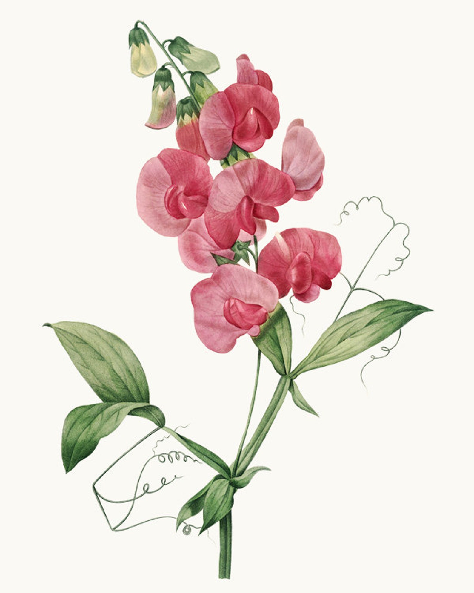 Pink Sweet Pea Flower Clipart Printable P.J. Redoute Vintage | Etsy