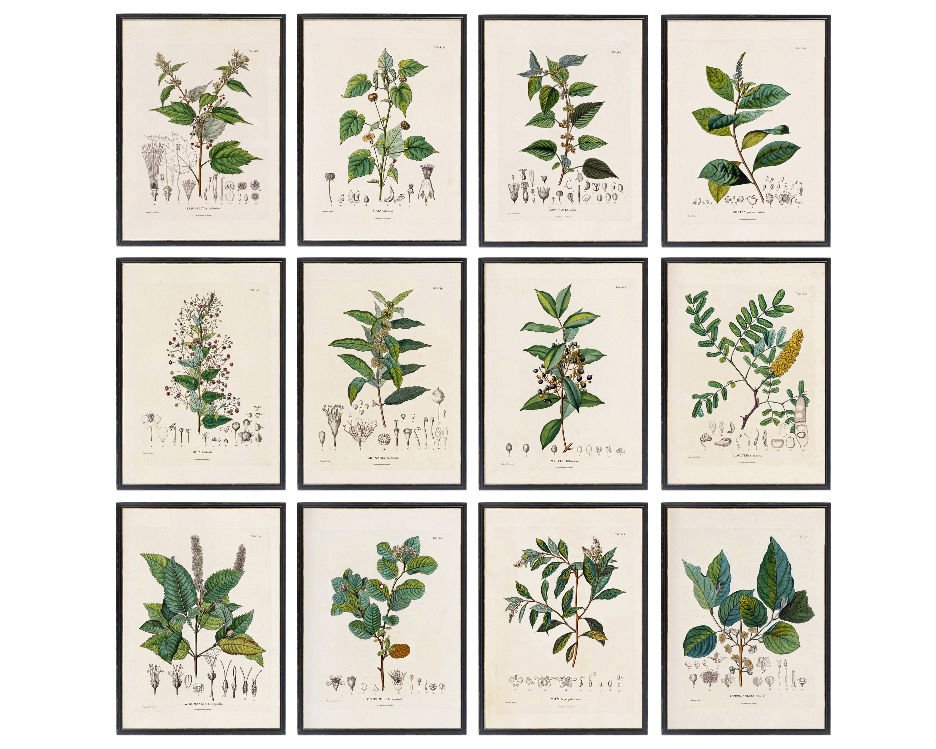 Botanical Studies 5x7 Set of 12 Printables, Antique French Plant ...