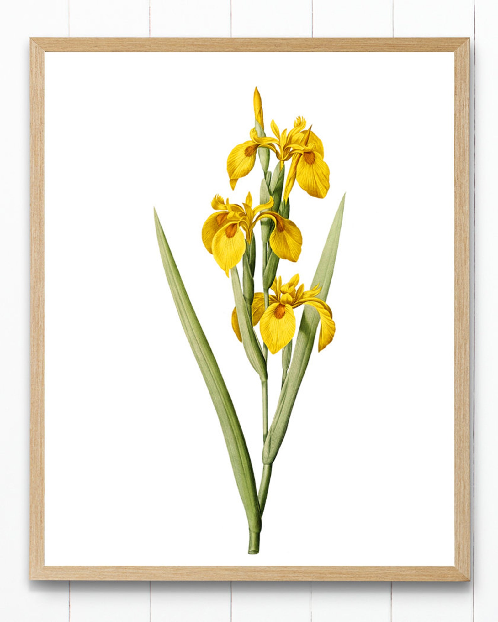Yellow Iris Digital Download Vintage Flower Illustration - Etsy