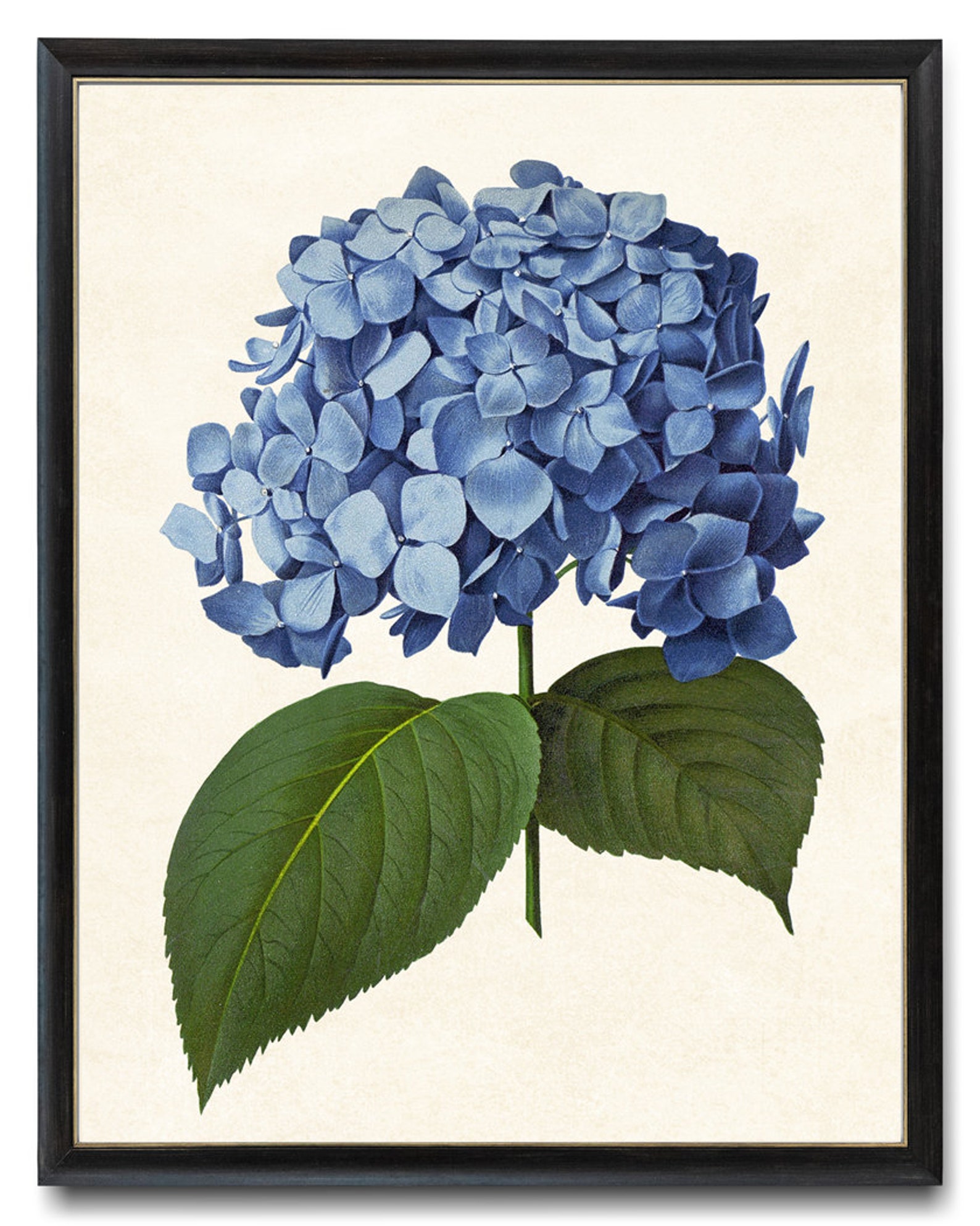 Blue Hydrangea Printable Vintage Illustration Flower Wall - Etsy
