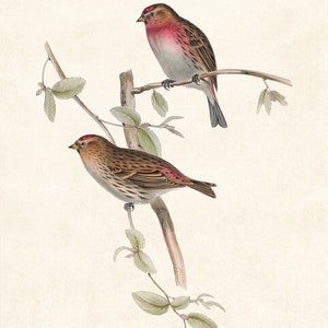 Digital Bird Print, 'lesser Redpoll' Vintage Illustration, Natural ...