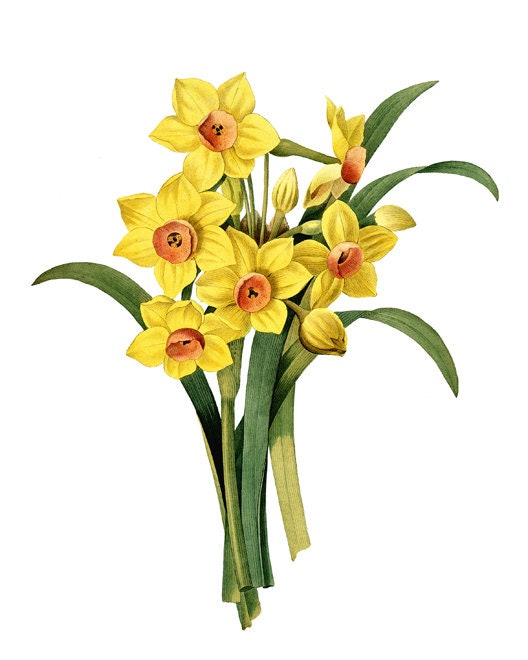 Yellow Flowers Printable Set of 4 Vintage Flower - Etsy