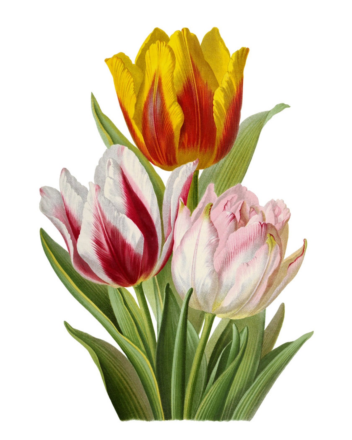 Vintage Tulips Art Print, Digital Download, Tulip Spring Flowers ...