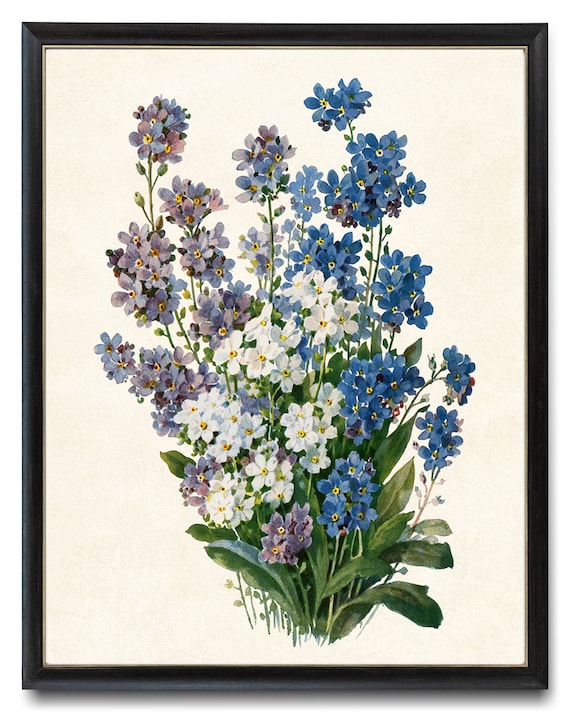 Forget Me Nots Floral Print Vintage Flower Illustration - Etsy