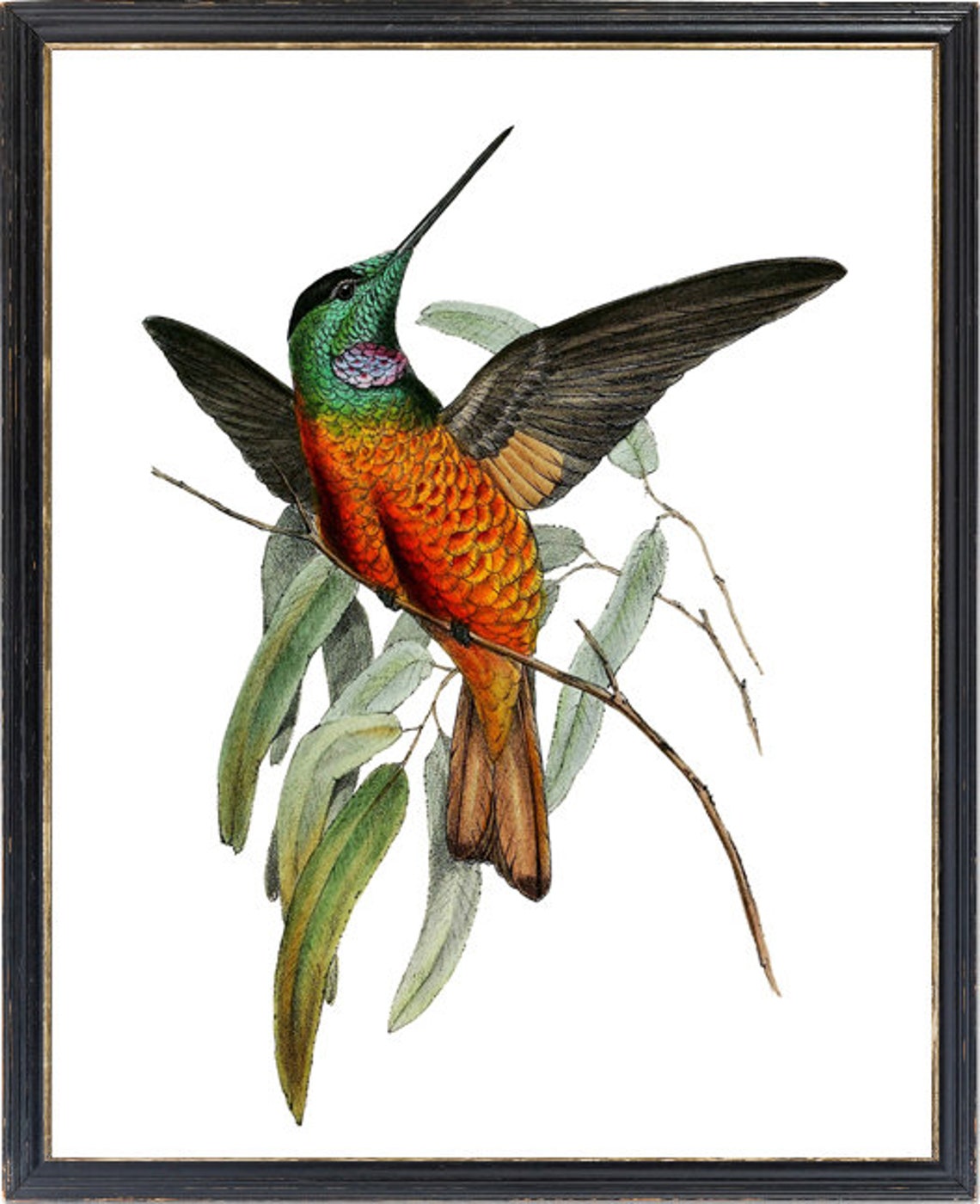 Hummingbird Art Print Blue-throated Star Frontlet Vintage - Etsy