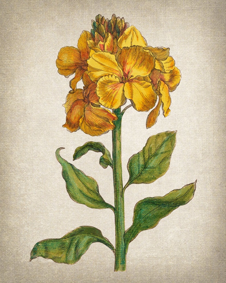 Antique Flowers Set of 9 Digital Prints 18th Century Floral - Etsy