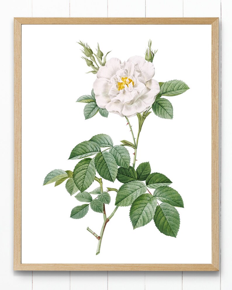 White Rose Printable P.J. Redoute Antique Flower | Etsy