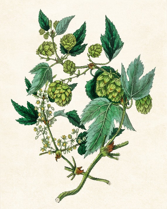 Hops Botanical Illustration