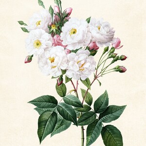 White and Pink Roses Printable, Antique Flower Illustration, Botanical ...