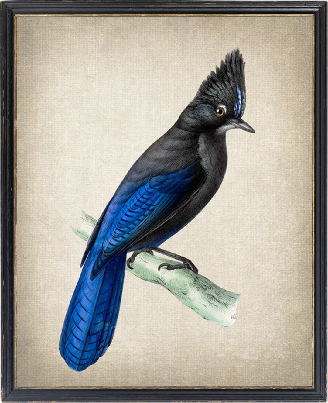 Steller's Jay Digital Bird Art Print, Vintage Illustration, Natural ...