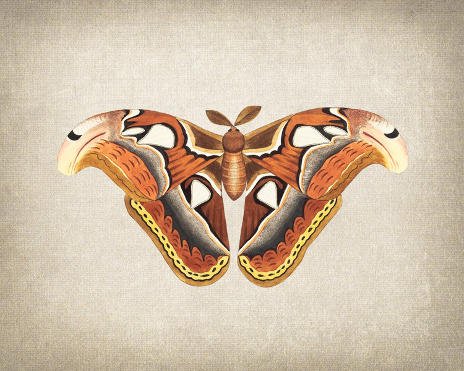 Atlas Moth Printable Art Vintage Insect Illustration Natural - Etsy