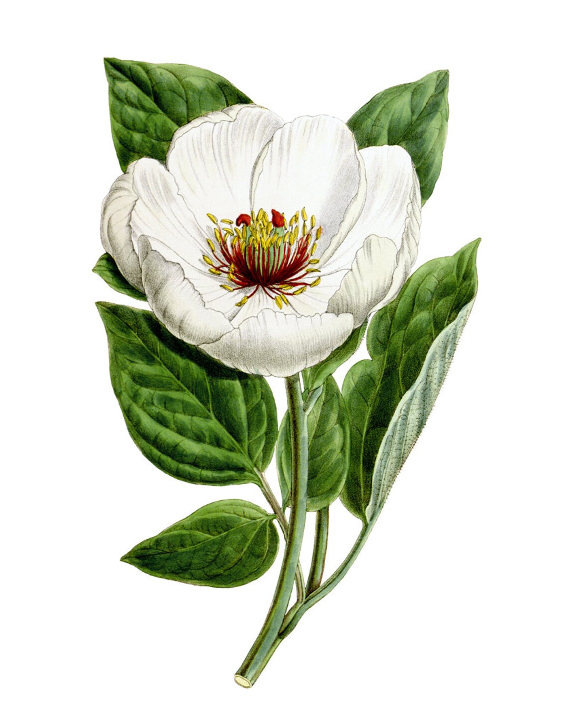 White Flower Printable Vintage Peony Illustration Botanical | Etsy