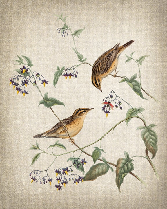 Warbler Birds Digital Print, 'aquatic Warblers' Vintage Illustration ...