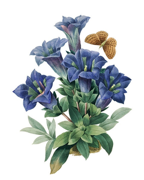 Victorian Flower Illustrations