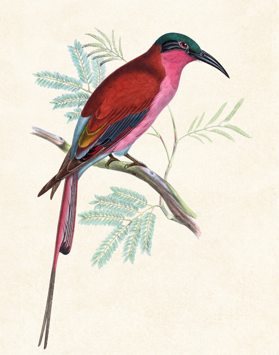 Bird Poster Printable 11x14, Southern Carmine Bee Eater Vintage ...