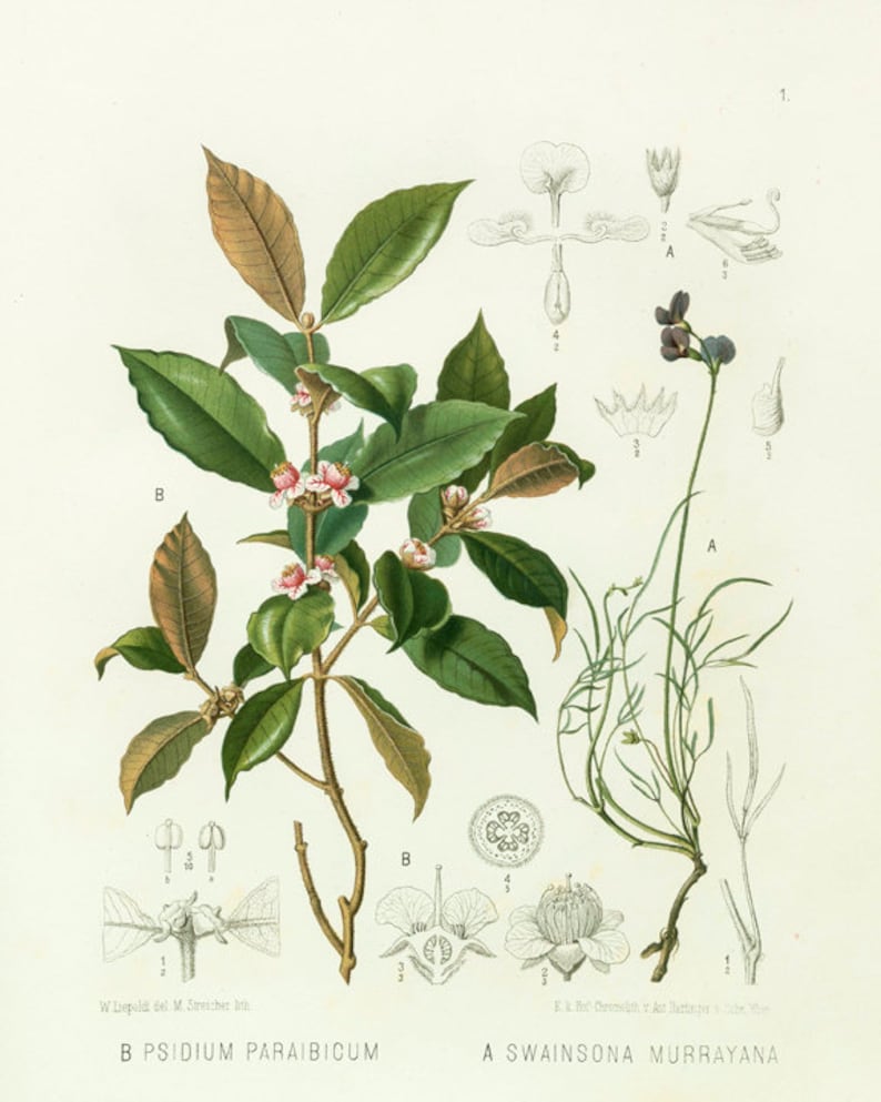 Set of 24 Scientific Plant Studies Botany Printables Vintage - Etsy