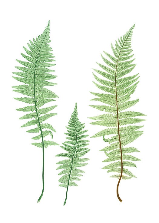 Fern Printable Set of 10 Vintage Illustrations 5x7 Print Set - Etsy