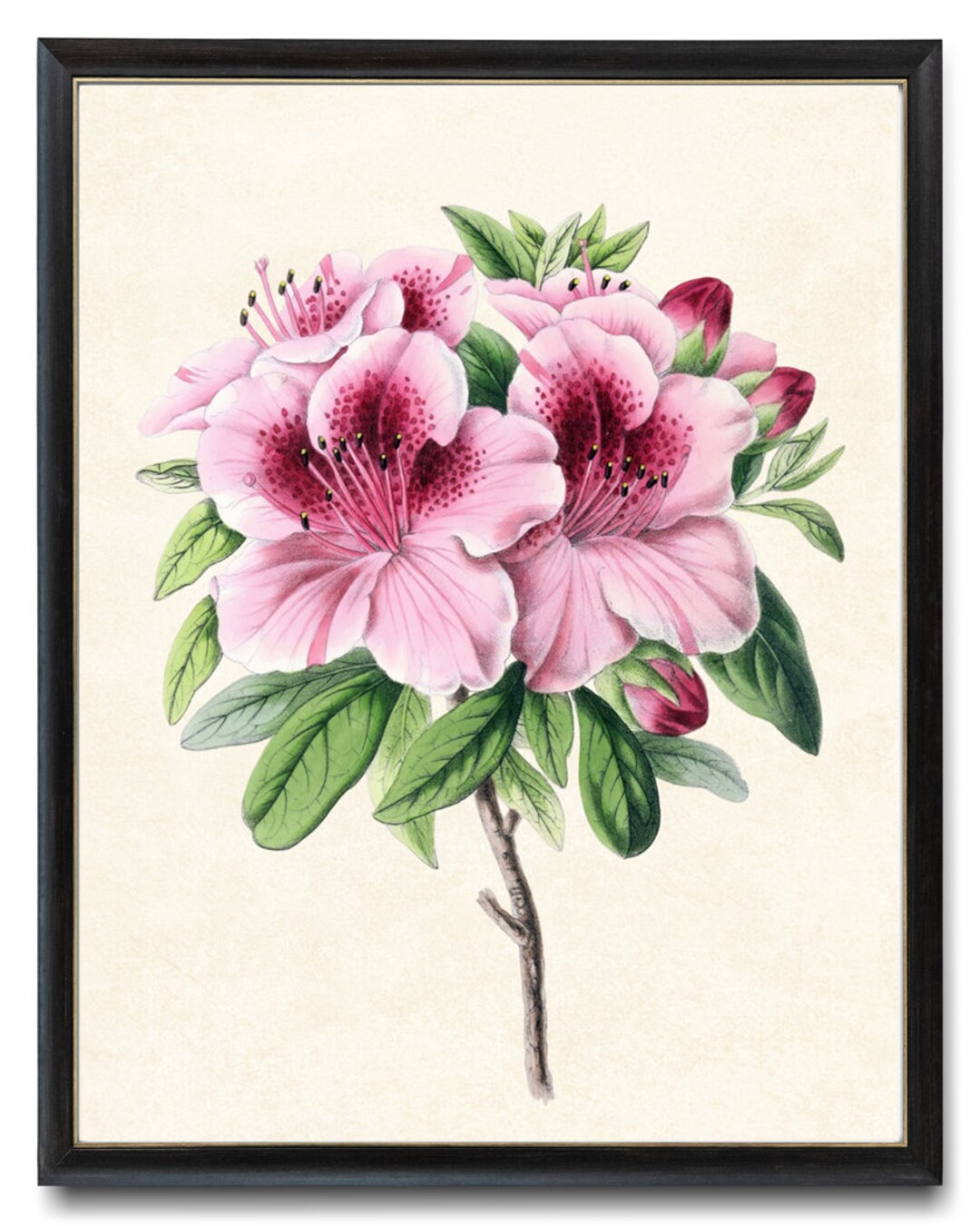 Pink Azaleas Digital Print, Vintage Azalea Flower Illustration ...
