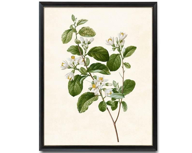 Digital Download Art Print / Blooming Snowdrop Bush Plant Vintage ...