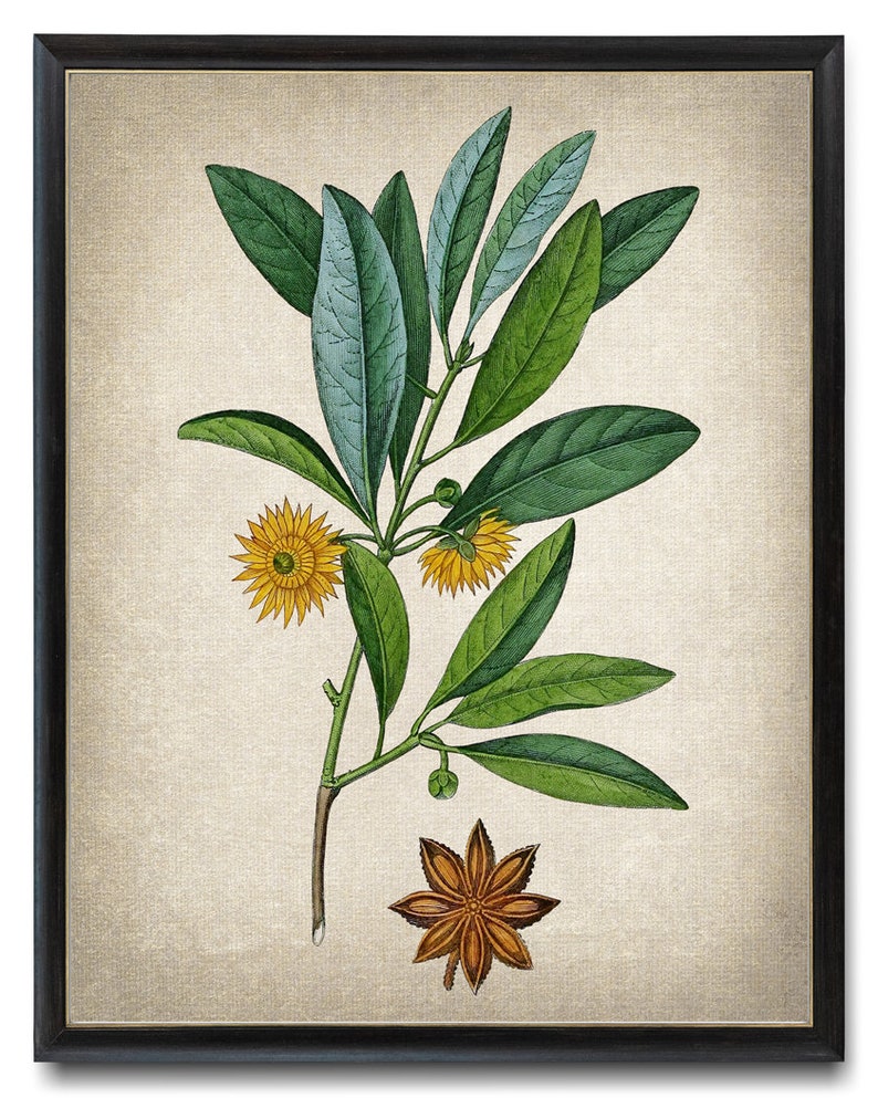 Star Anise Plant Digital Print, Antique Botanical Illustration ...