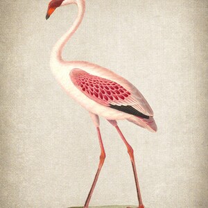 Vintage Flamingo Art Digital Print, Lesser Flamingo Bird Illustration ...