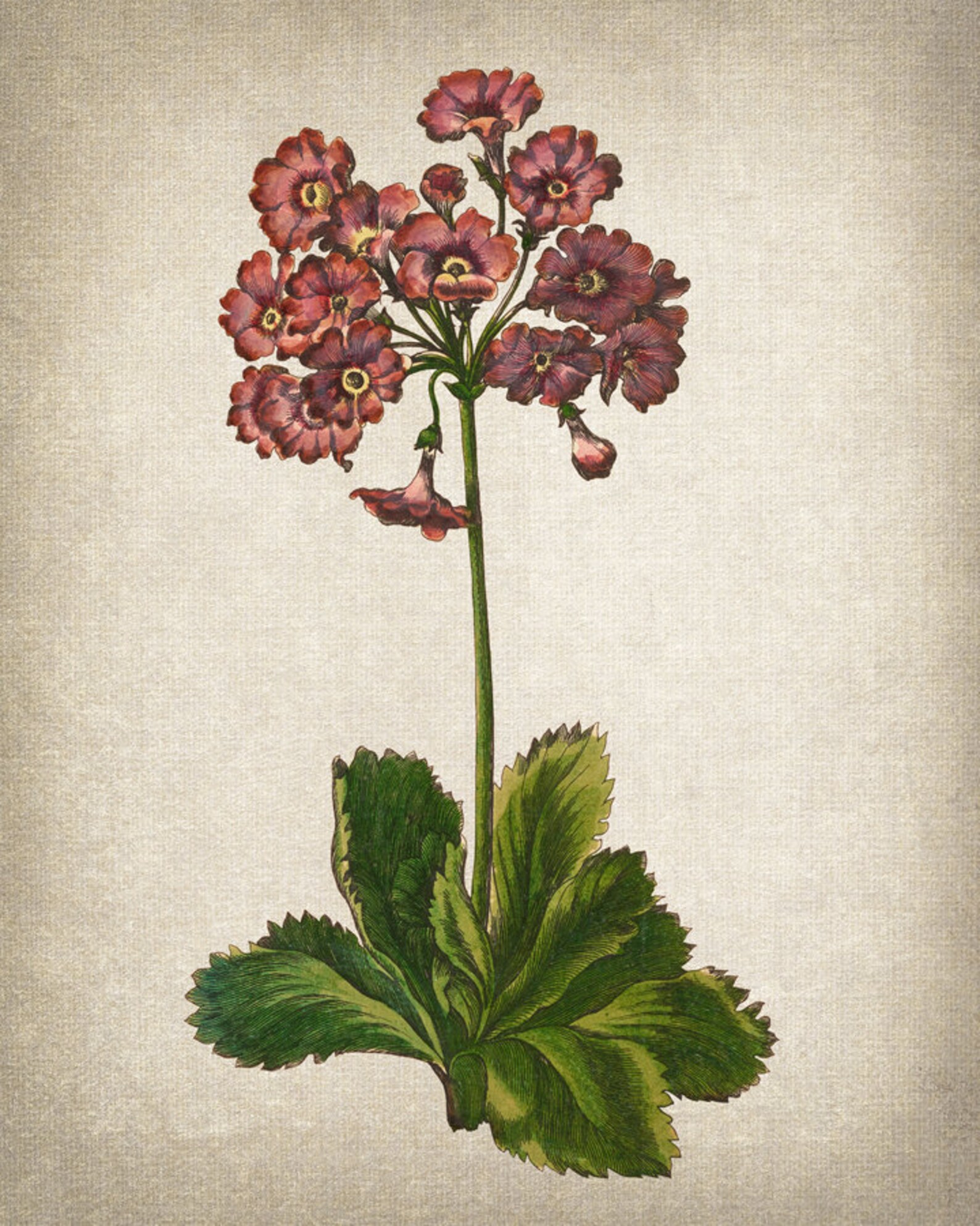 Antique Flowers Set of 9 Digital Prints 18th Century Floral | Etsy