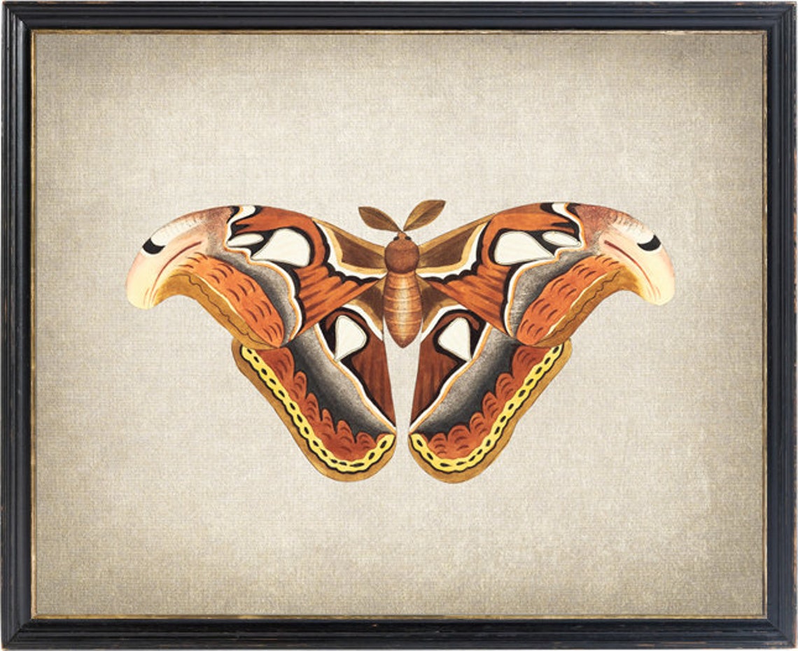 Atlas Moth Printable Art Vintage Insect Illustration Natural - Etsy