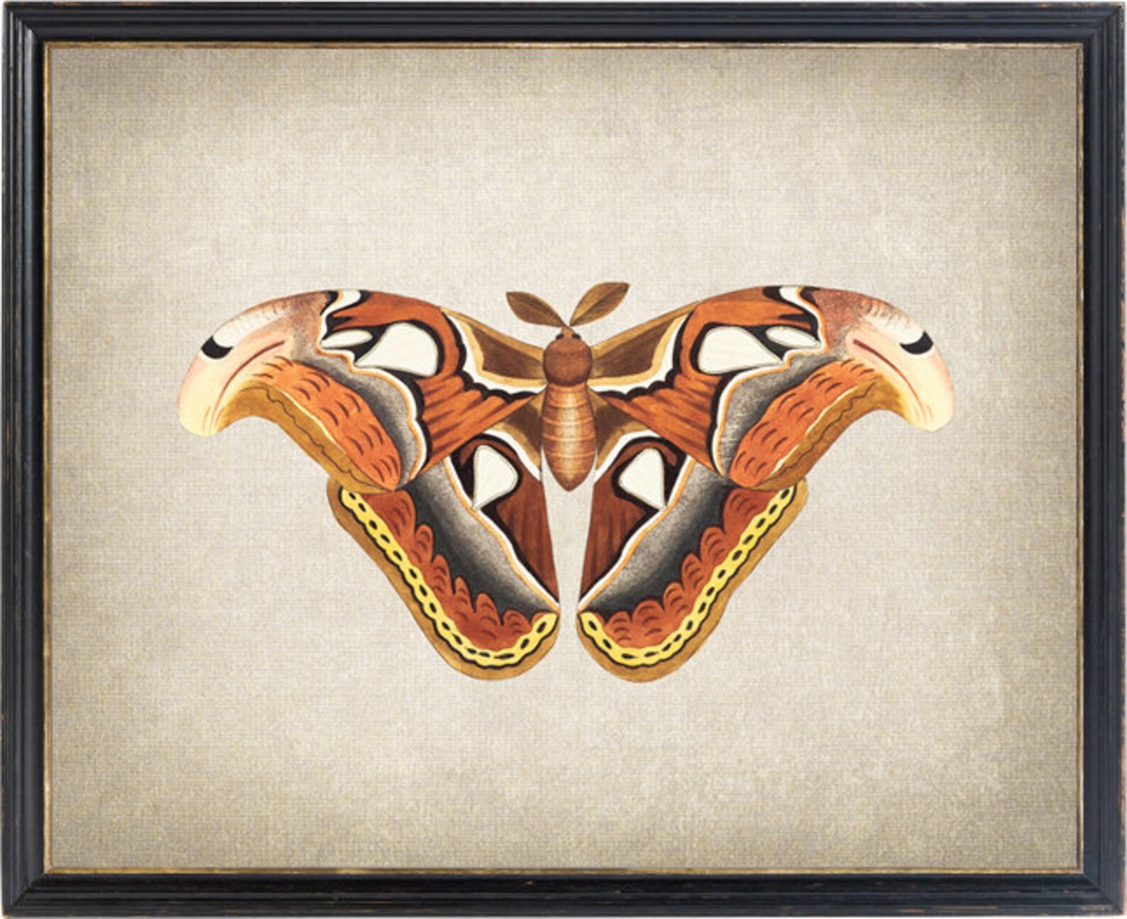 Atlas Moth Printable Art Vintage Insect Illustration Natural | Etsy