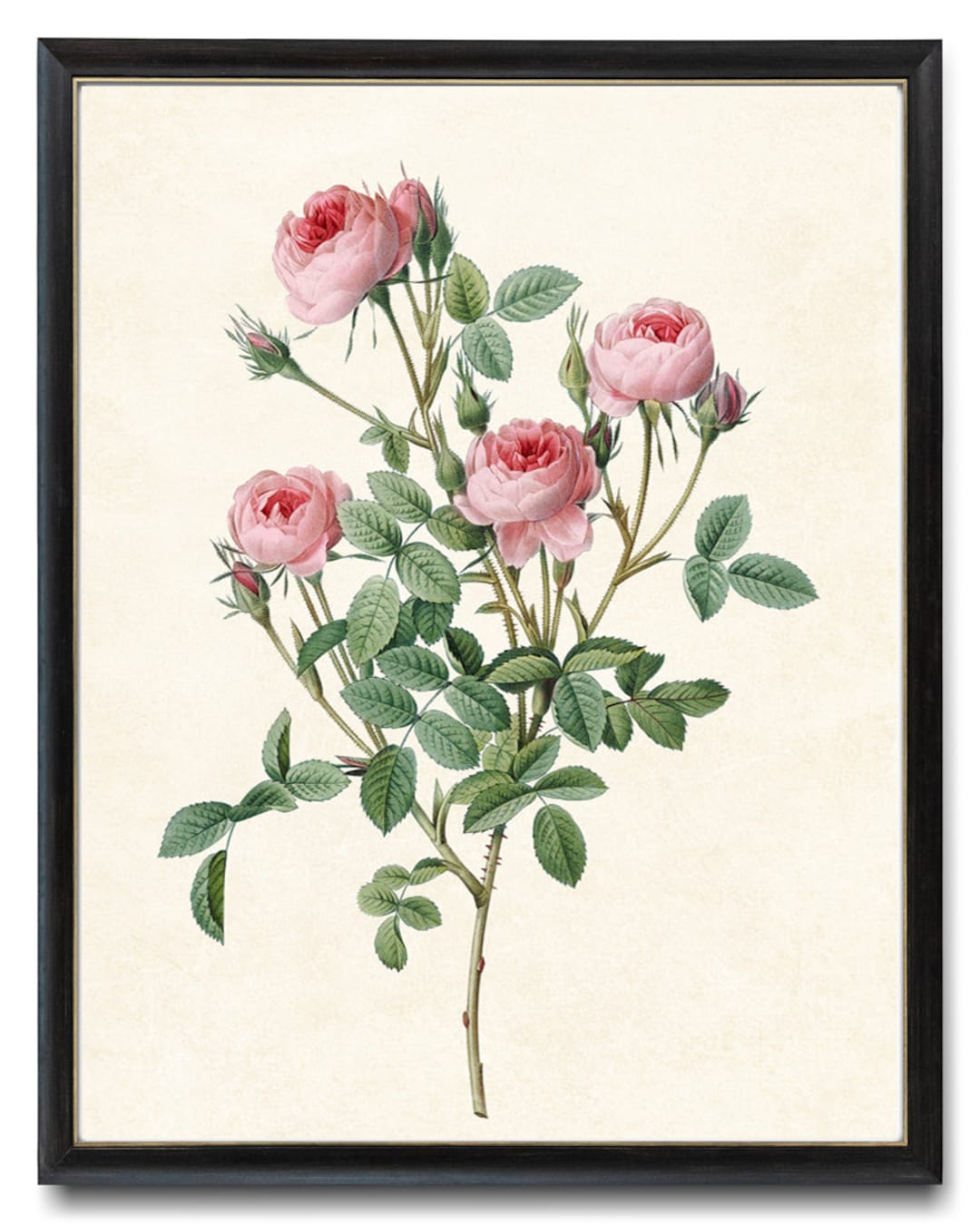 Pink Rose Art Digital Download, P.J. Redoute Vintage Roses Illustration ...