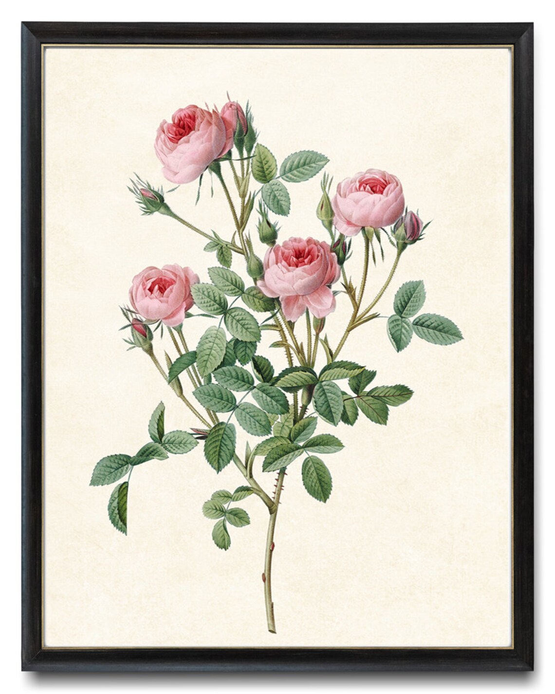 Pink Rose Art Digital Download P.J. Redoute Vintage Roses - Etsy