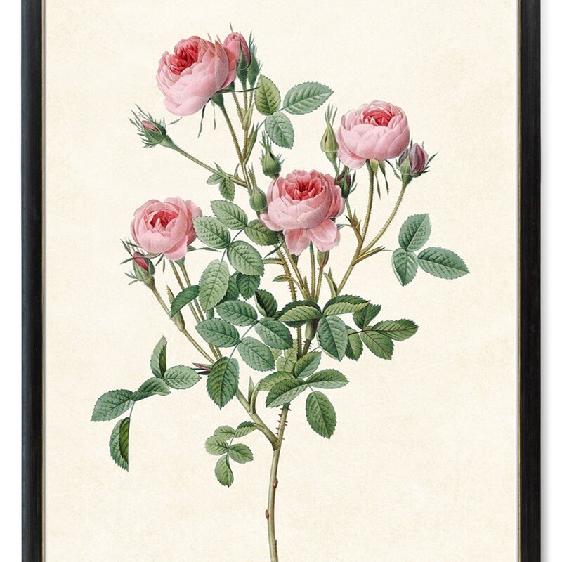 Vintage Pink Rose - Etsy