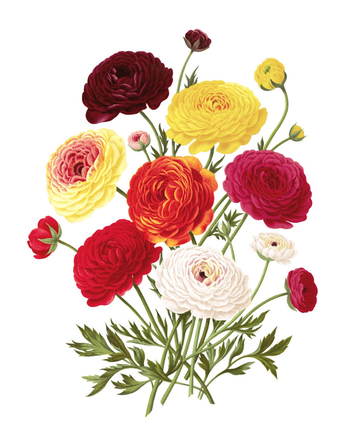 Autumn Floral Printable, Vintage Flower Illustration, Fall Colors ...