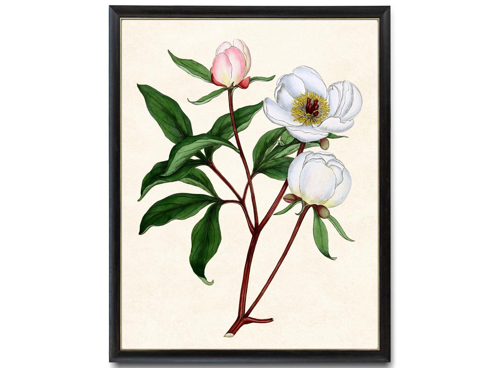 White Peony Digital Print, Vintage Flower Illustration, Printable ...