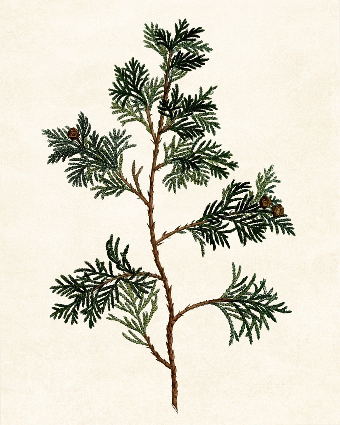 White Cedar Branch Digital Print, Vintage Illustration, Printable ...