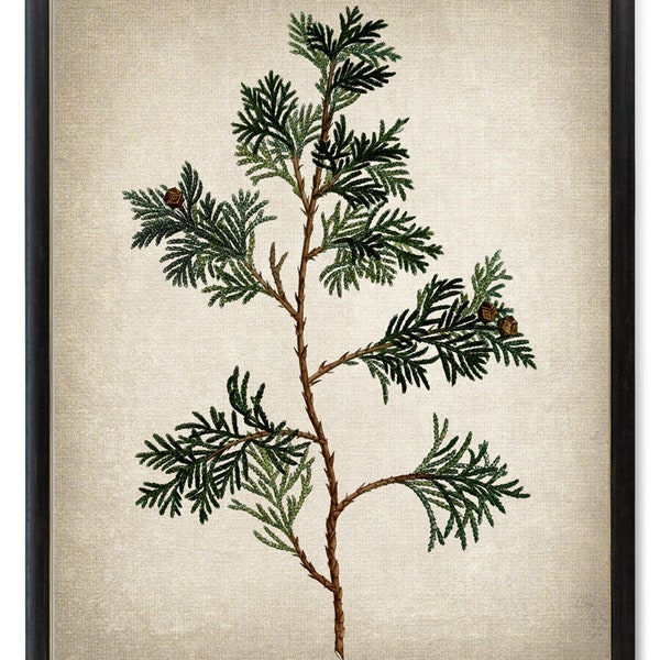 White Cedar - Etsy
