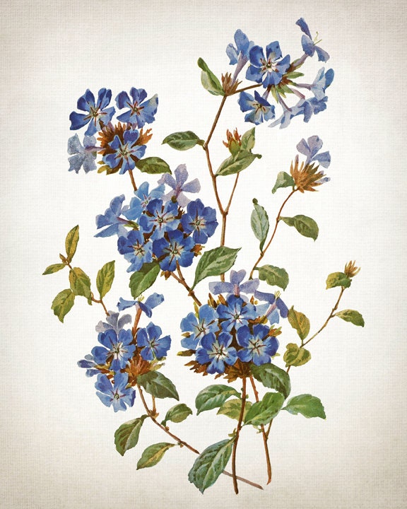 Blue Flowers Printable Vintage Watercolor Illustration | Etsy