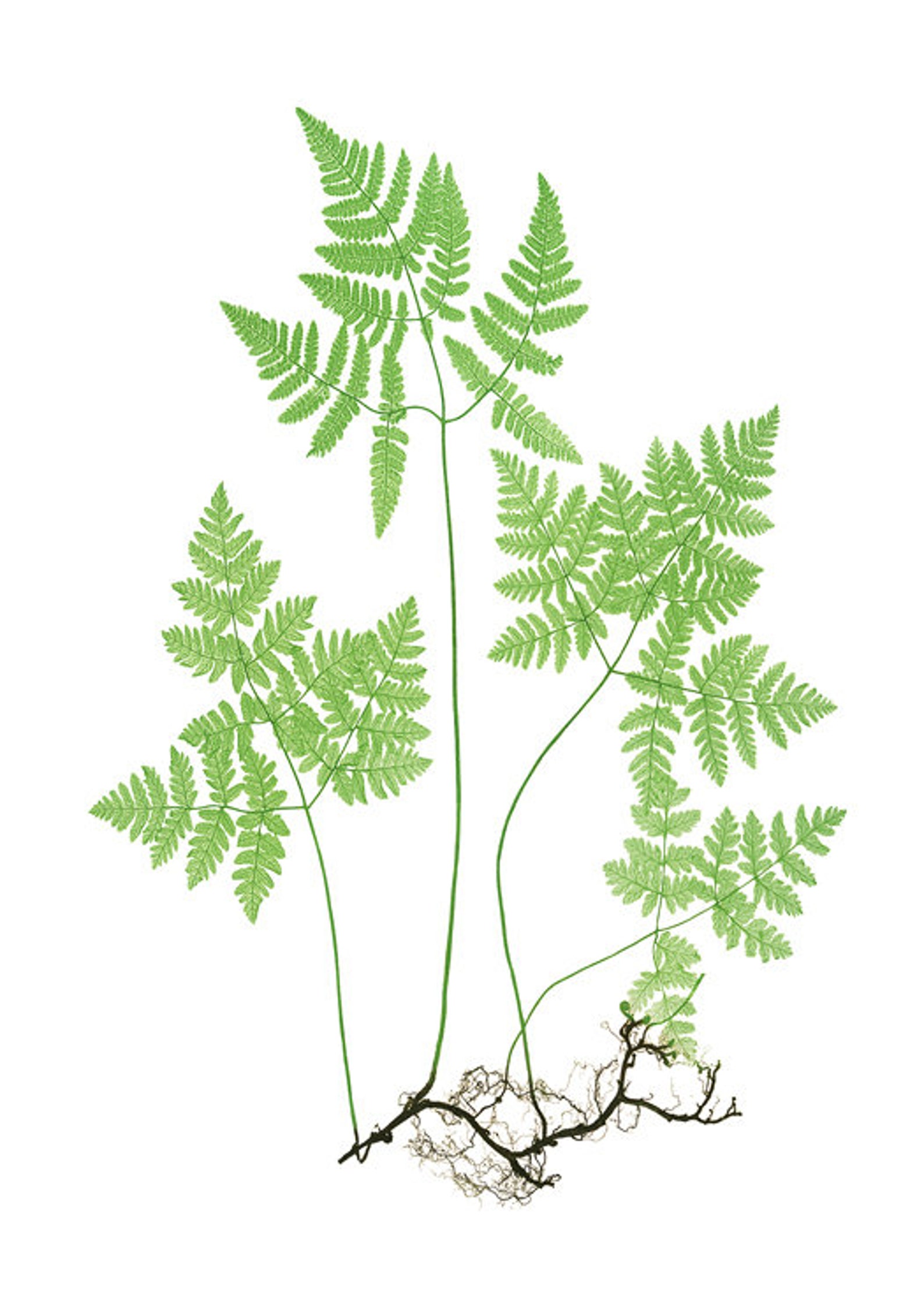 Fern Printable Set of 10 Vintage Illustrations 5x7 Print Set - Etsy