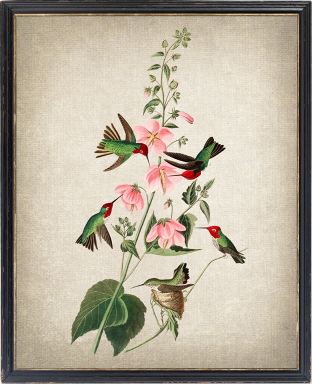 Columbian Hummingbirds Print, Pink Flowers & Birds Antique Illustration ...