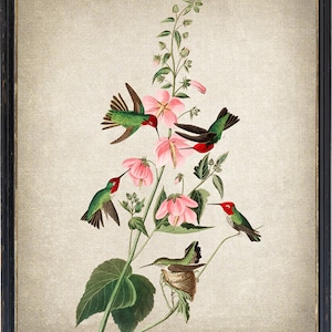 Columbian Hummingbirds Print, Pink Flowers & Birds Antique Illustration ...
